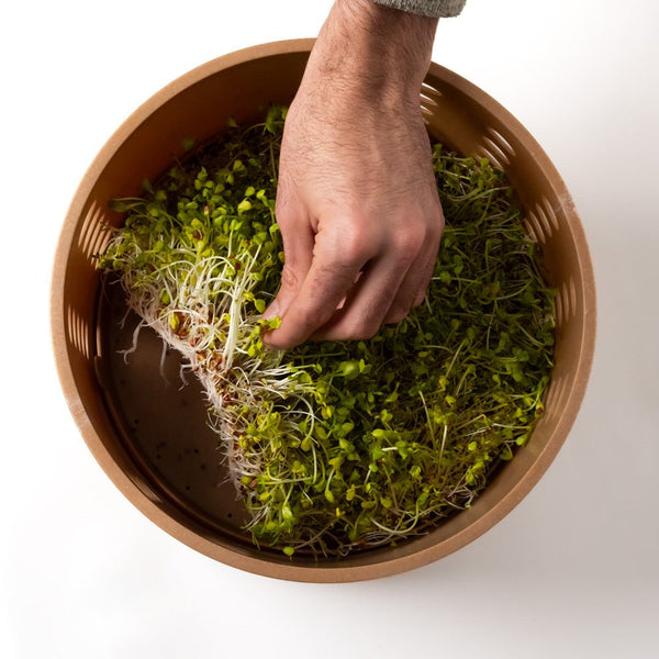 Easygreen Sol Autonomous Sprouter - Sproutman