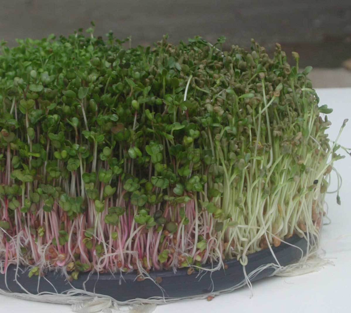 Freshlife 3000 Automatic Sprouter | Sproutman