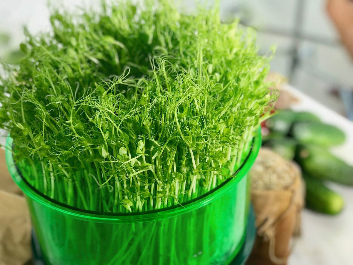 Freshlife 3000 Automatic Sprouter | Sproutman