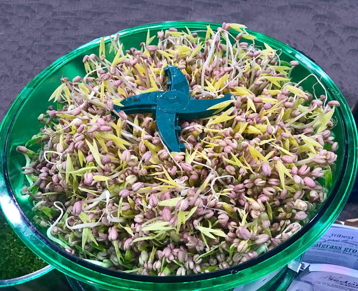 Freshlife 3000 Automatic Sprouter | Sproutman