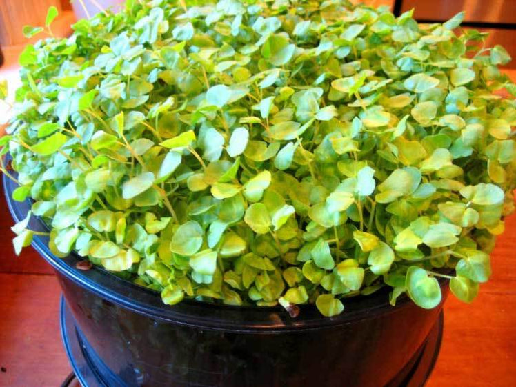 Freshlife 3000 Automatic Sprouter | Sproutman