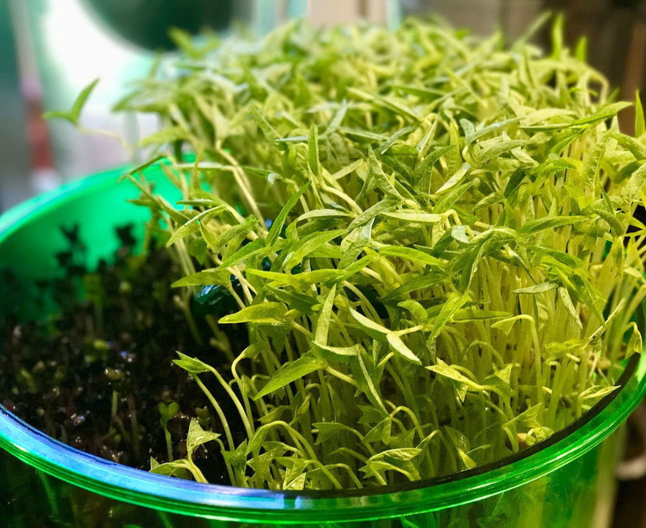 Freshlife 3000 Automatic Sprouter | Sproutman