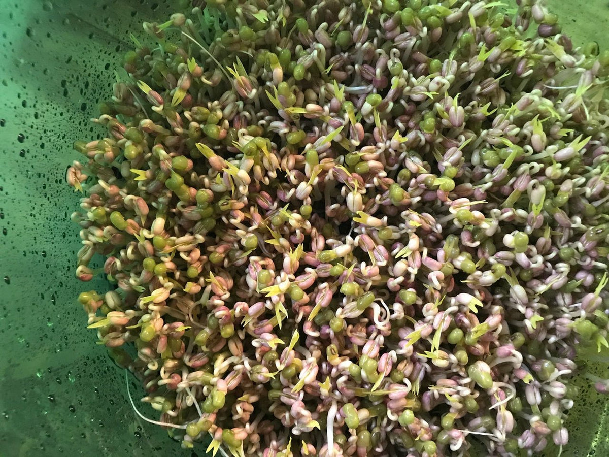 Freshlife 3000 Automatic Sprouter | Sproutman