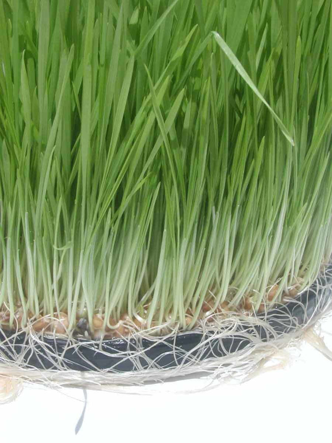 Freshlife 3000 Automatic Sprouter | Sproutman