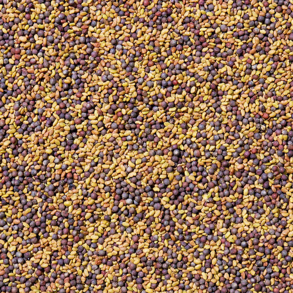 Organic Alfa-Broc Sprouting Seed | Sproutman