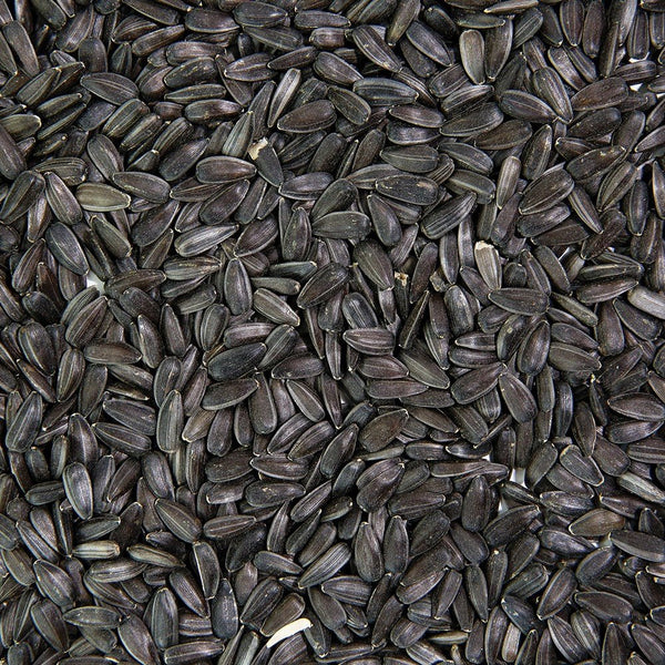 Organic Sunflower Sprouting Seed | Sproutman